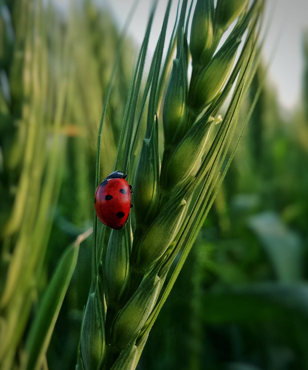 Rejoindre Le CABAS - Le CABAS, groupement d'achat d'Alès